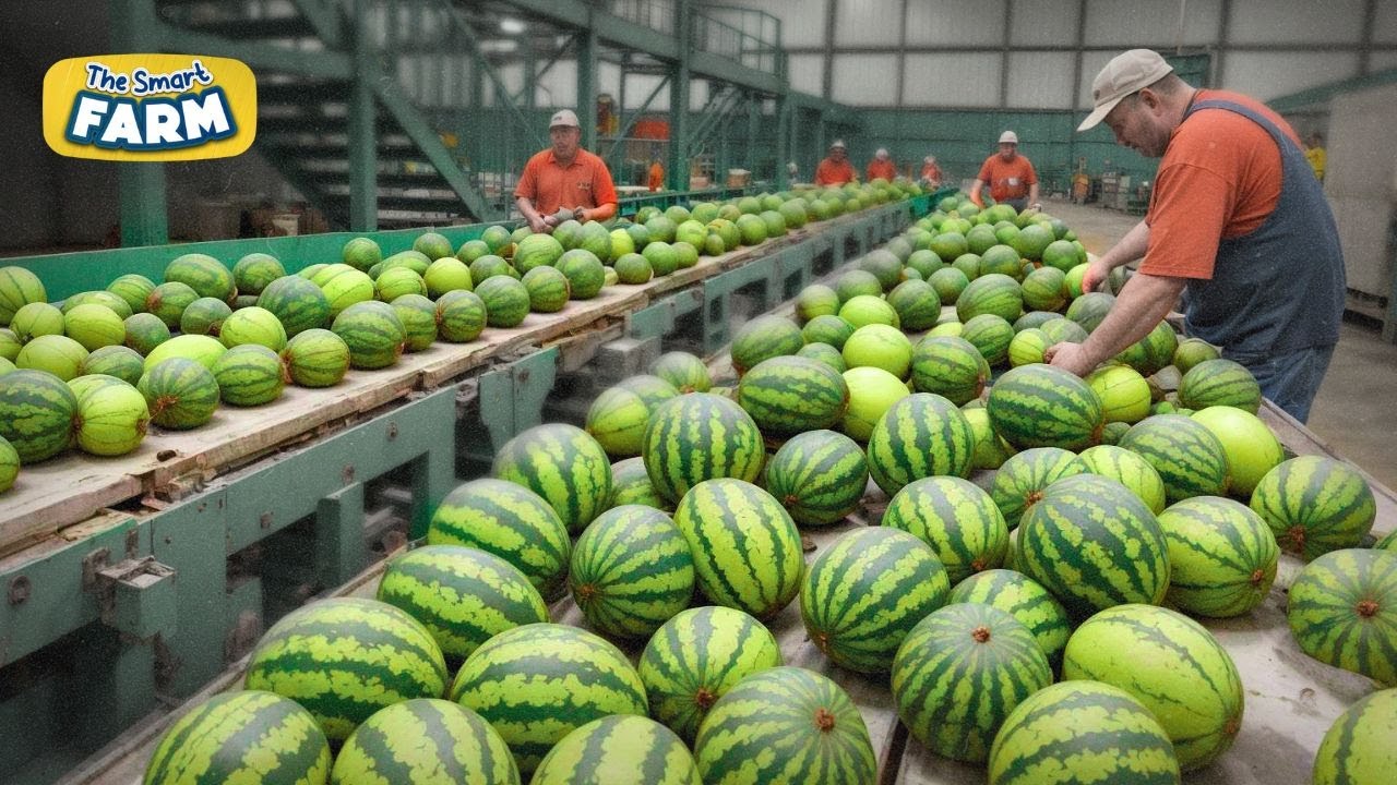 Watermelons MEGA FARM: An Incredible Journey From Field to Packaging ...