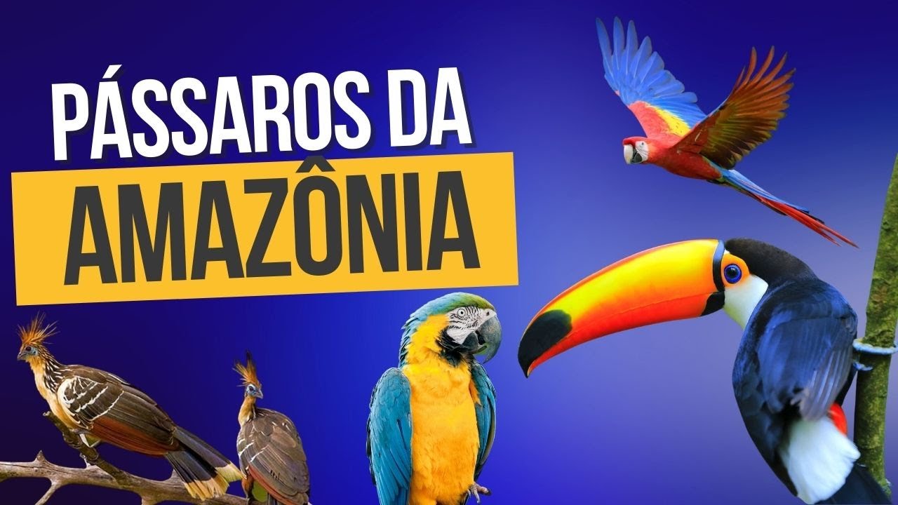Pássaros da Amazônia - YouTube