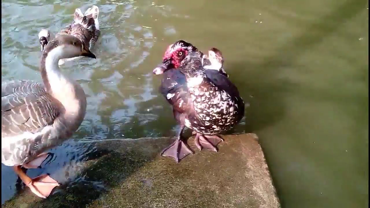 muscovy ducks, flying bathing and Behaviors || very restless - YouTube
