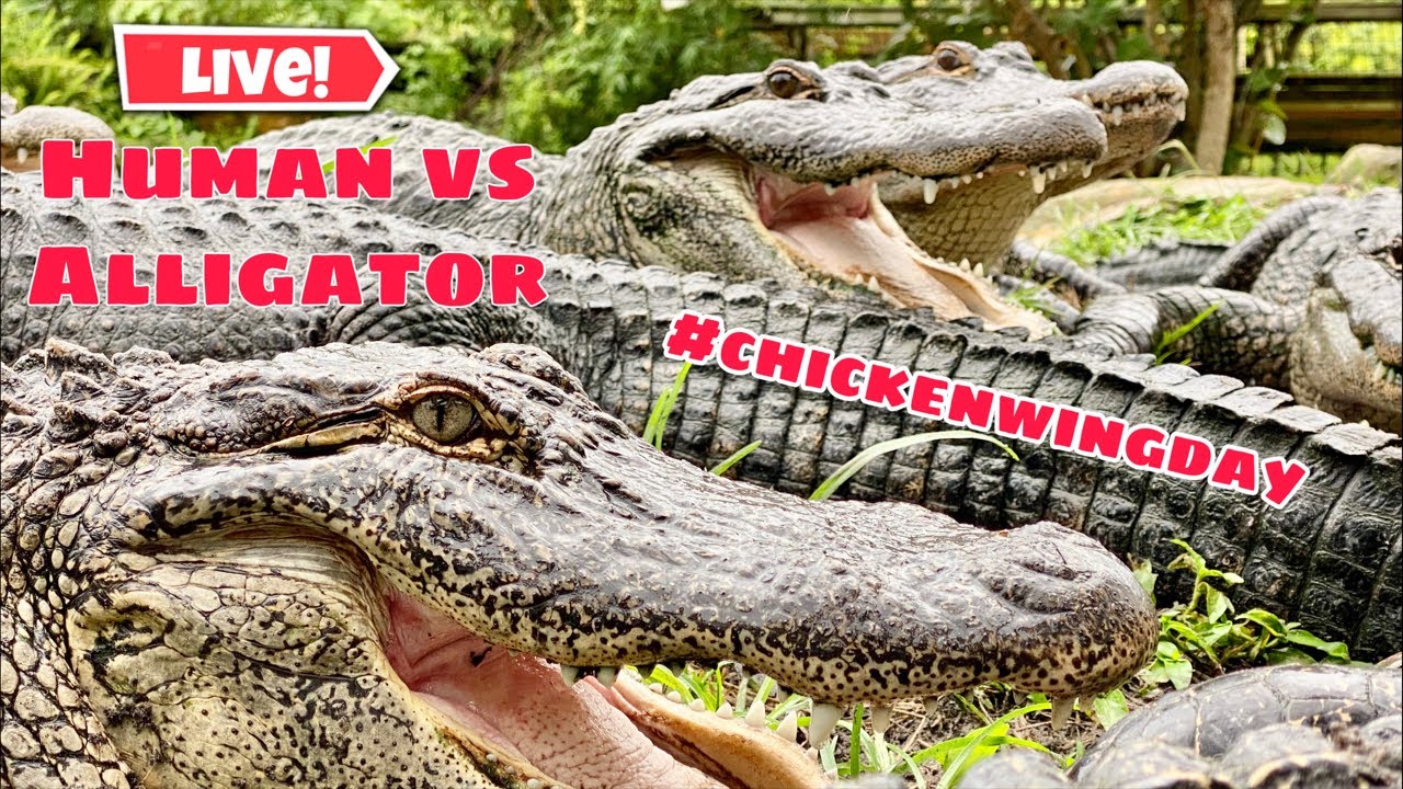 Human vs Alligator Chicken Wing Eating Contest! - YouTube