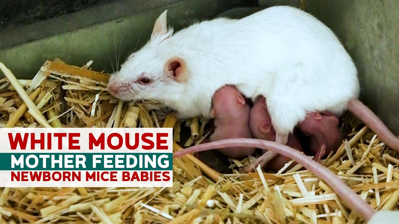 White Mouse Mother feeding Newborn Mice Babies | Pet Rat I Unseen Video ...