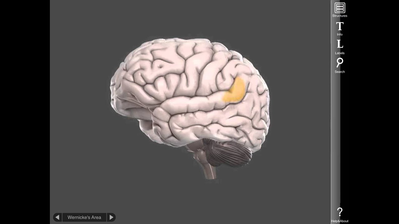 3D Brain App - YouTube