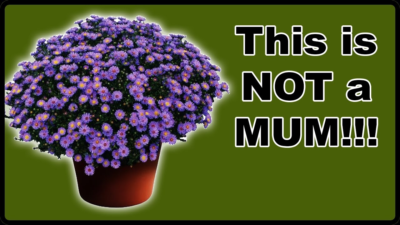 3 Reasons to Plant NATIVE Asters Instead of Mums! - YouTube