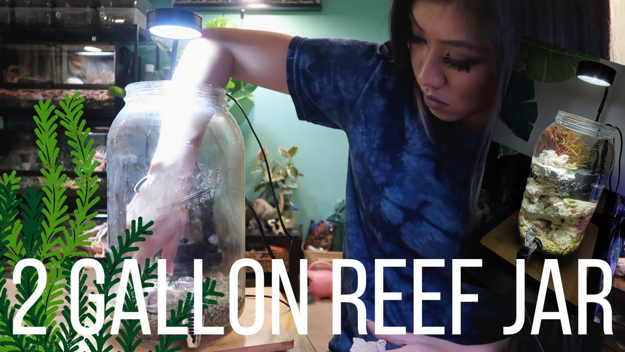 2 Gallon Macroalgae Reef Jar Rescape - YouTube