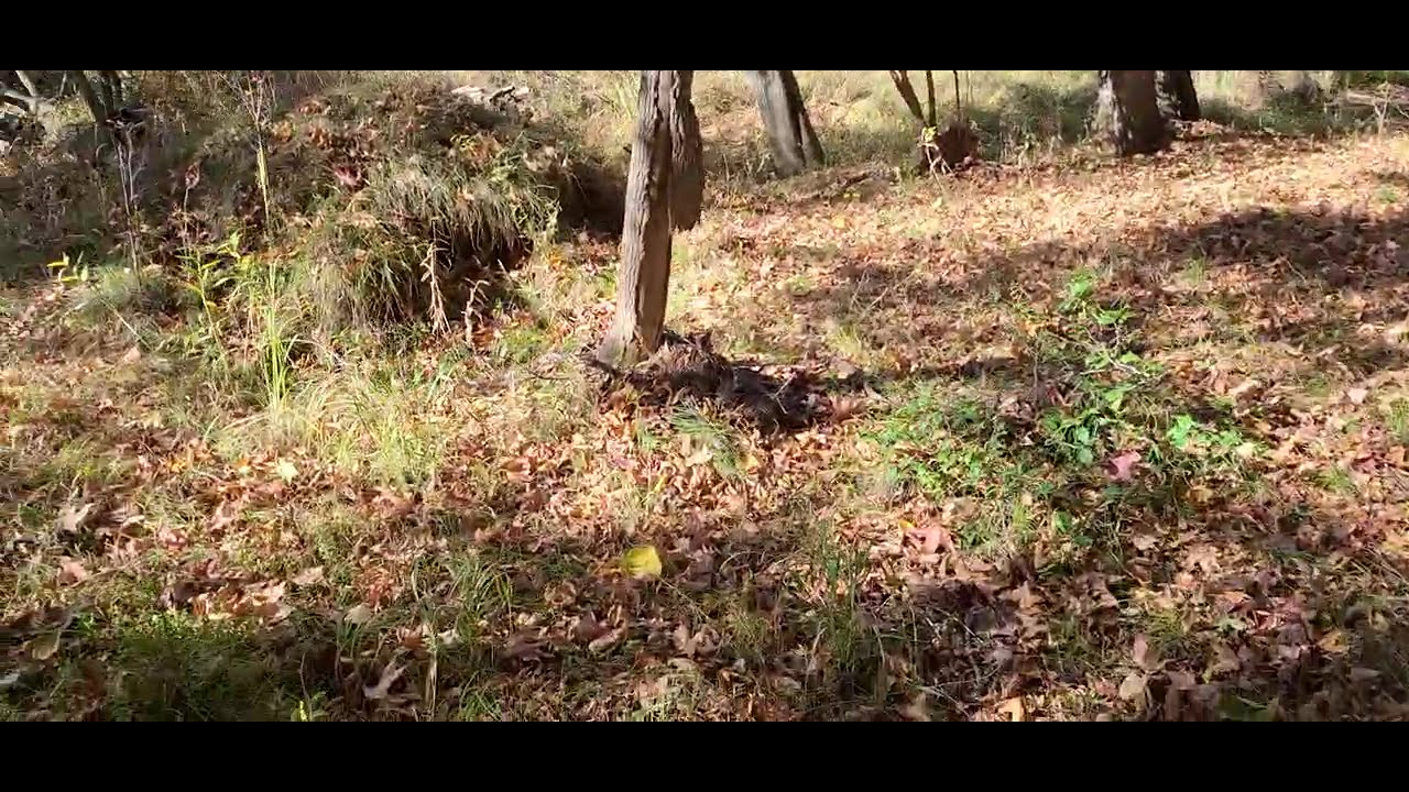 The Mystery of the Changing Forest - Pablo Apollo's Backyard Wyld Life ...