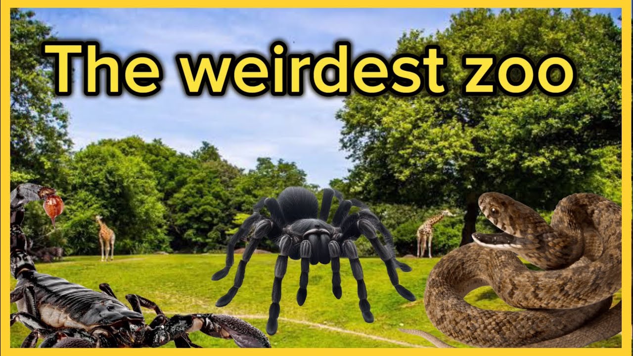 Visiting the weirdest zoo ever!! - YouTube