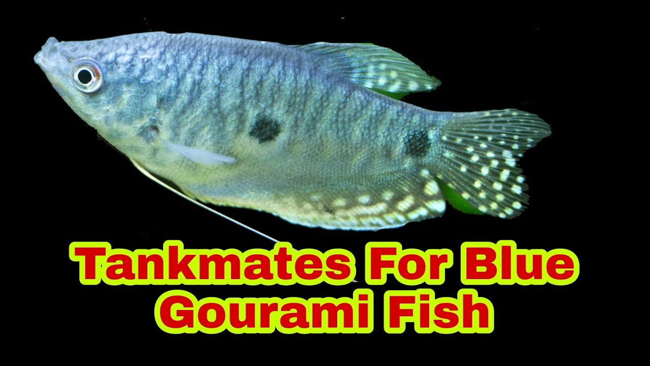 Blue Gourami Fish Tankmates - YouTube