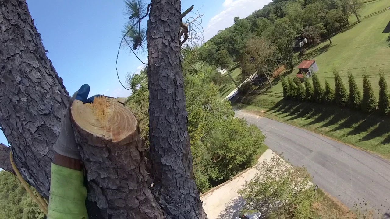 Tall Pine Tree Topping Near A House Part 17 - (2017) - YouTube