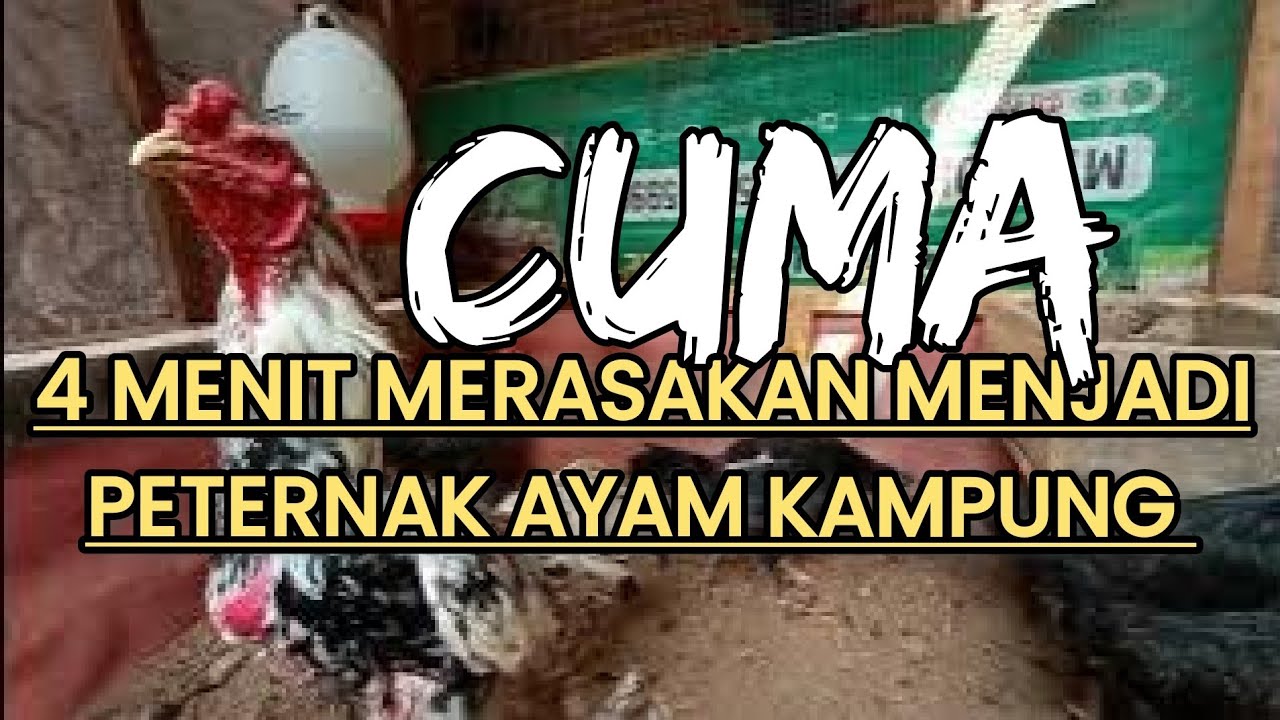 MENIKMATI SUASANA PETERNAKAN MINI AYAM KAMPUNG DI BELAKANG RUMAH - YouTube