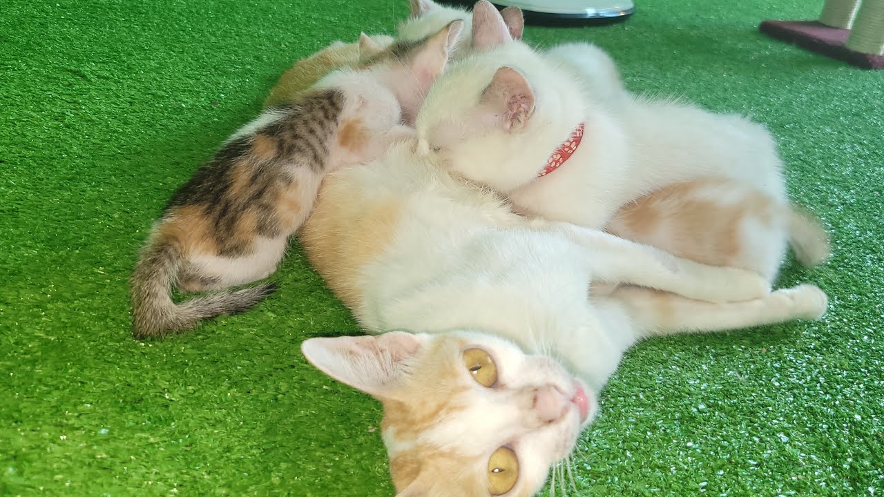 Titi Cat Life Meow cat sucks mother's milk - YouTube