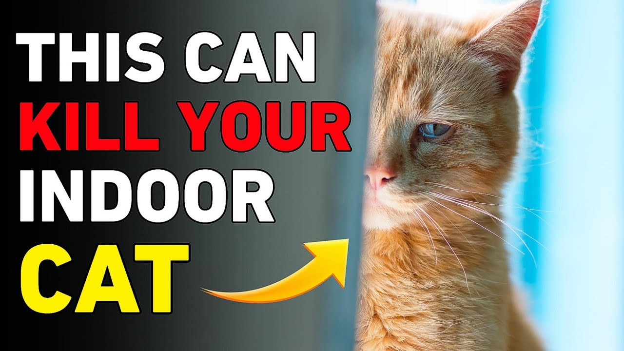 If You Have an Indoor Cat, Never Do This (Scientists Warn) 🐱 - YouTube