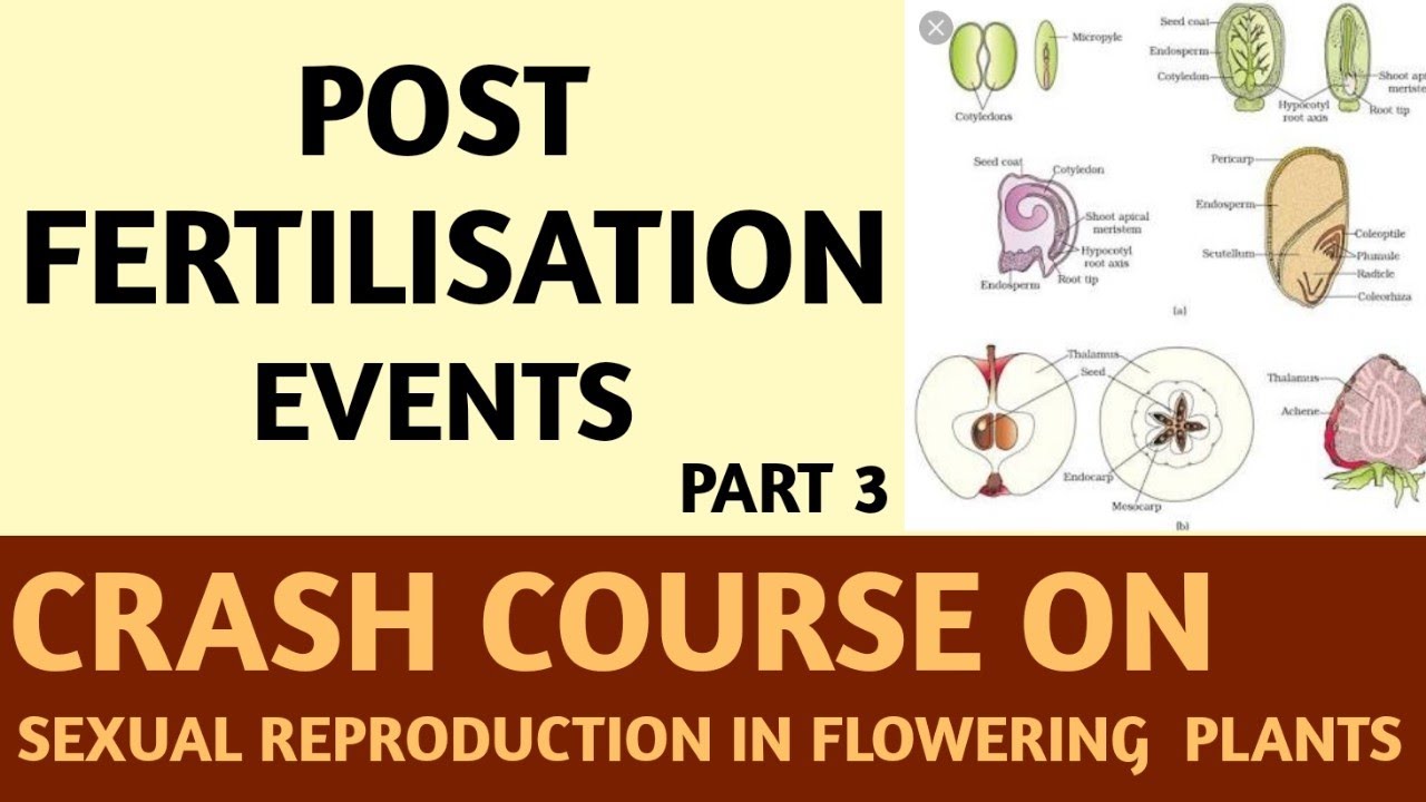 Sexual Reproduction In Flowering Plants /Post Fertilization Events/Part ...