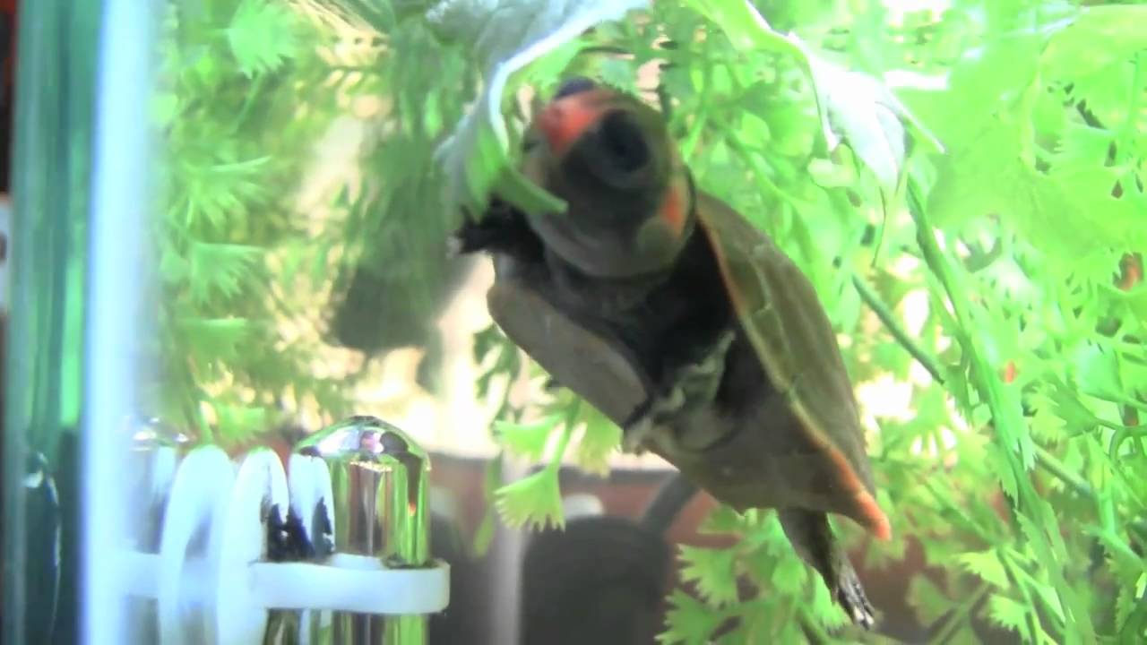 *Very Rare* Red Headed Amazon Podoc Turtle - YouTube