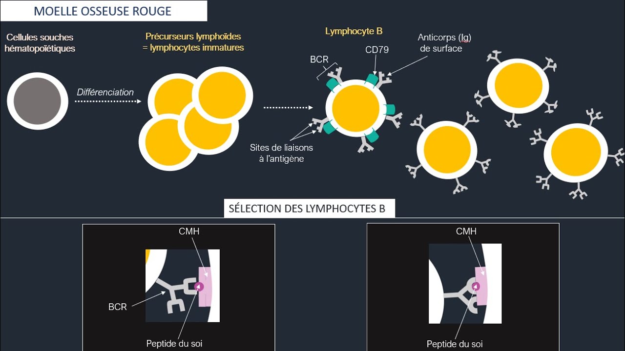 Système lymphoïde et organes lymphoïdes : maturation, sélection et ...
