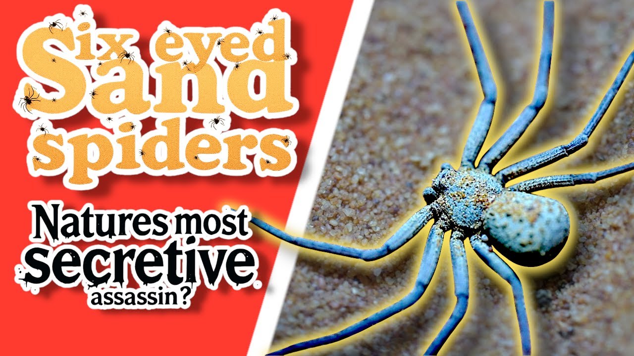Six Eyed Sand spiders | Natures Most Secretive Assassins - YouTube