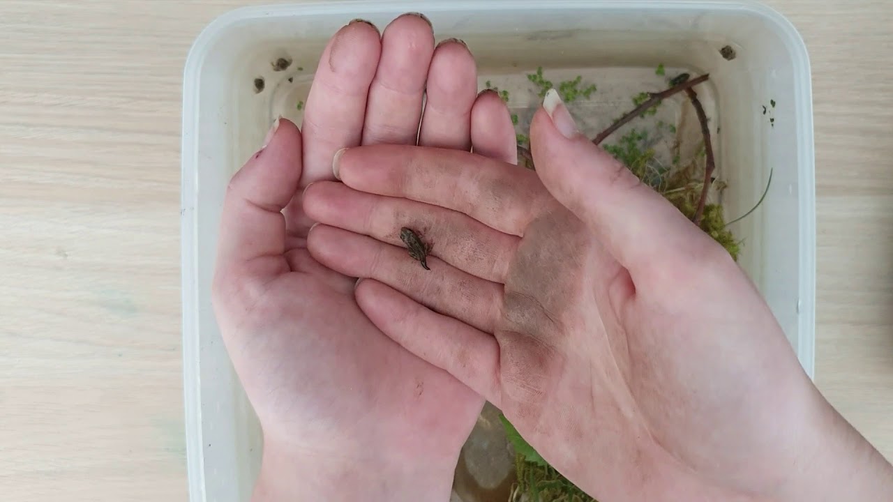 How to make your own frog habitat - YouTube