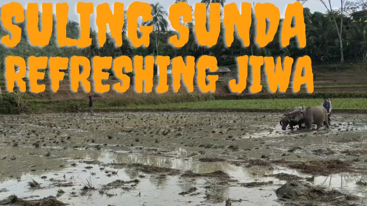 Membajak Sawah Cara Tradisional Memakai Kerbau | Suling Sunda Paling ...