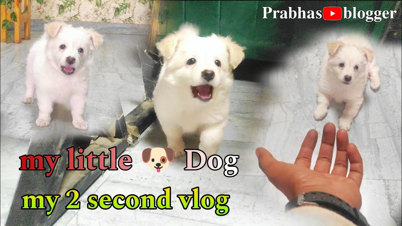 my little dog is having fun😊#prabhasblogger #familyvlog #daylivlog # ...