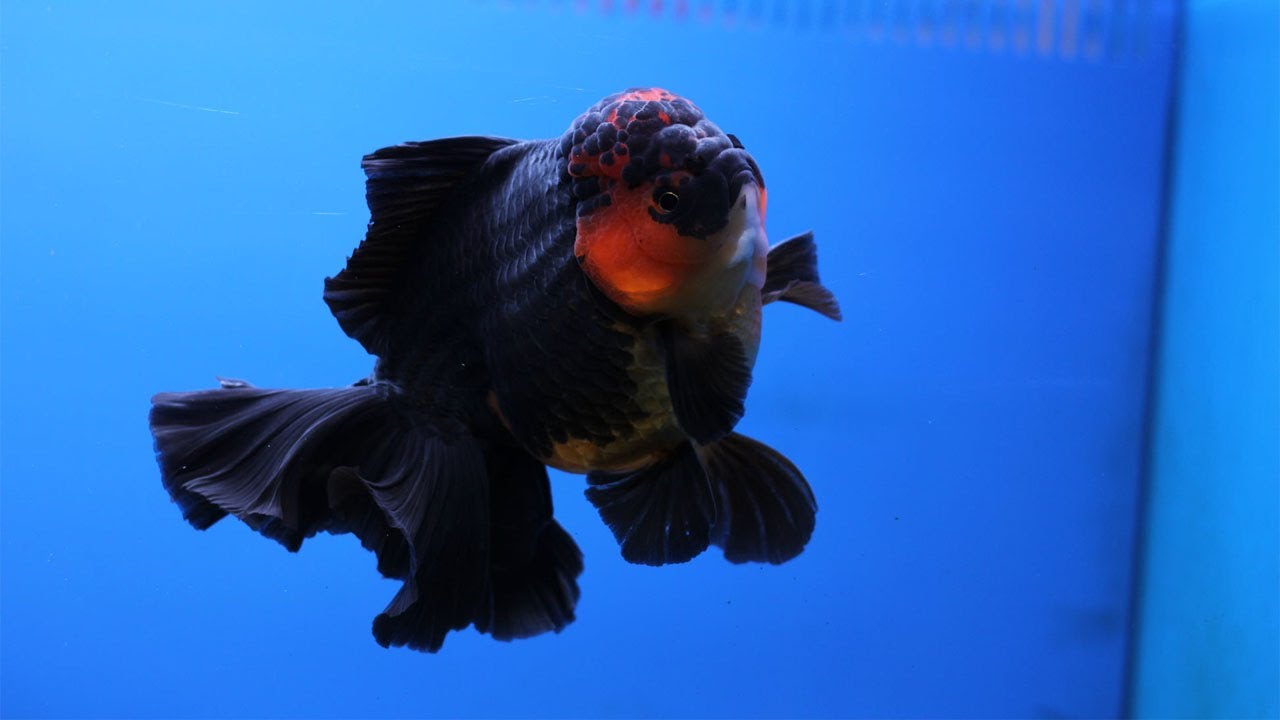 The most beautiful goldfish - YouTube