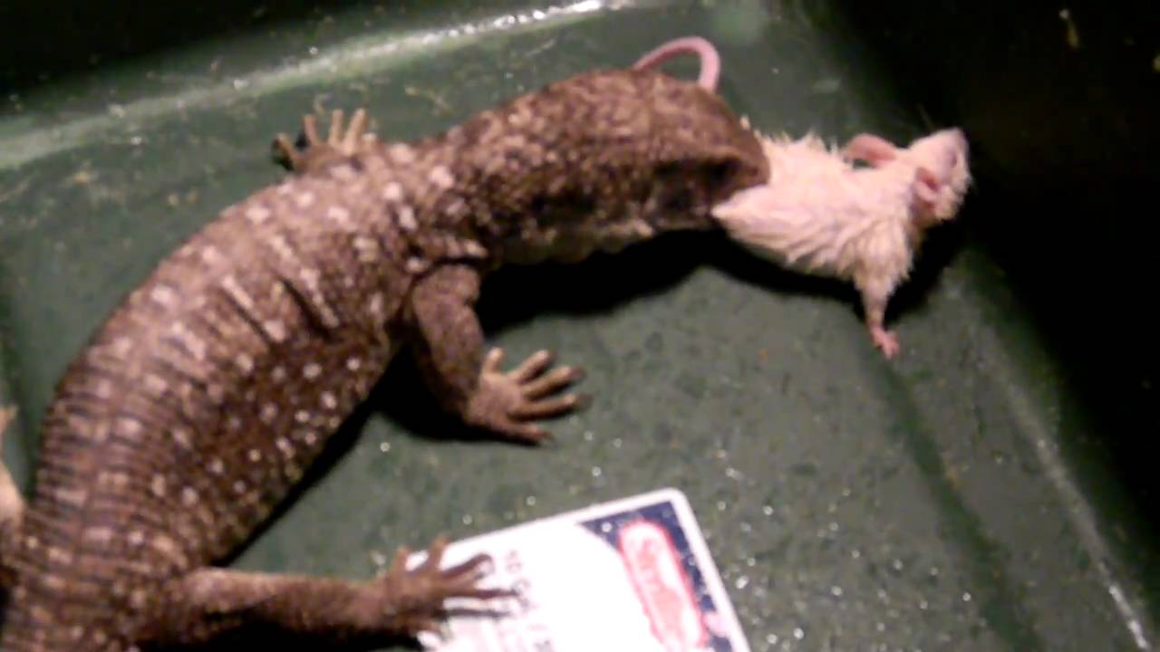 Savannah monitors eating - YouTube