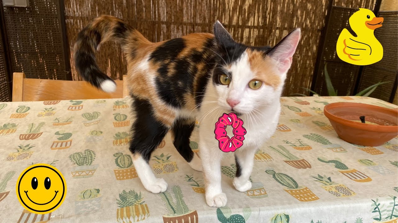 Video de 🐱 GATITOS GRACIOSOS 🤣 #19 - YouTube