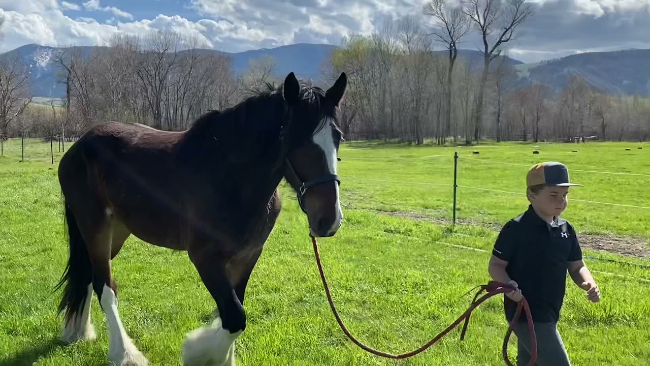Shire Valleys “Sampson” 2019 Shire Gelding - YouTube