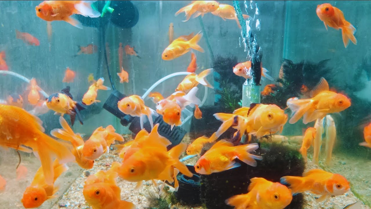Satisfying video of goldfish swimming strangely in aquarium water ...