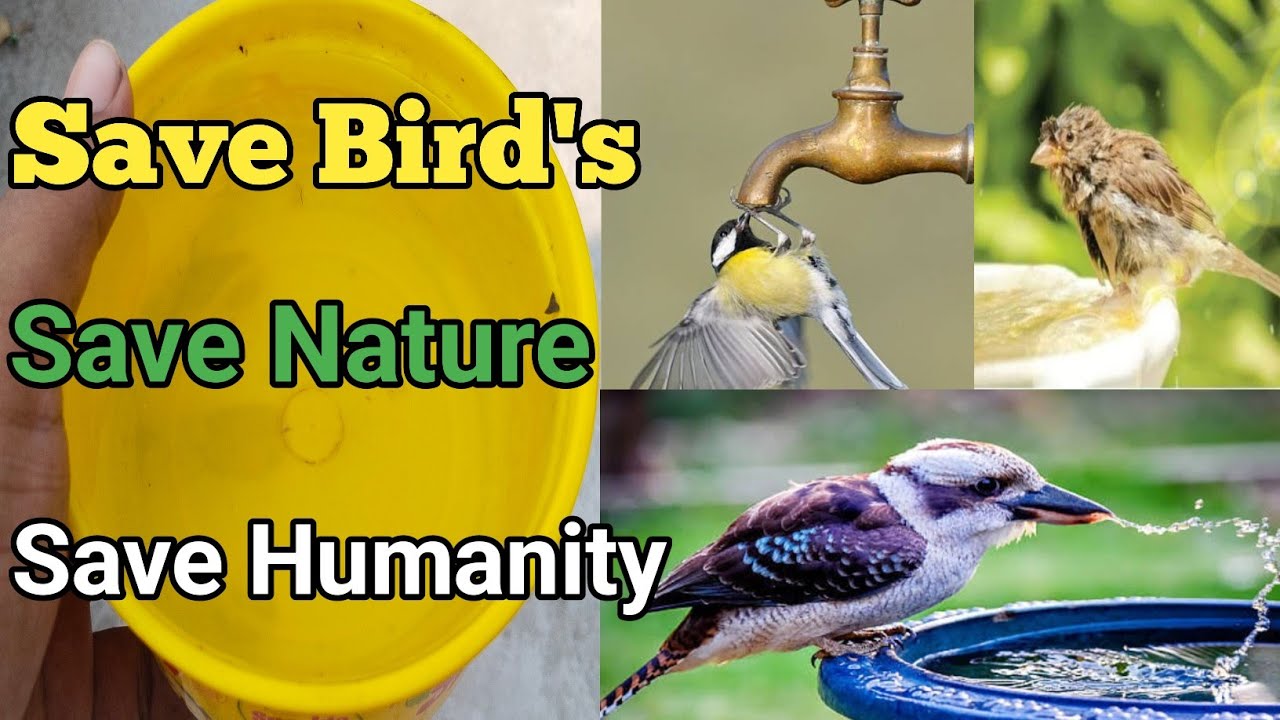 Save Birds, Save Nature,Save Humanity - YouTube