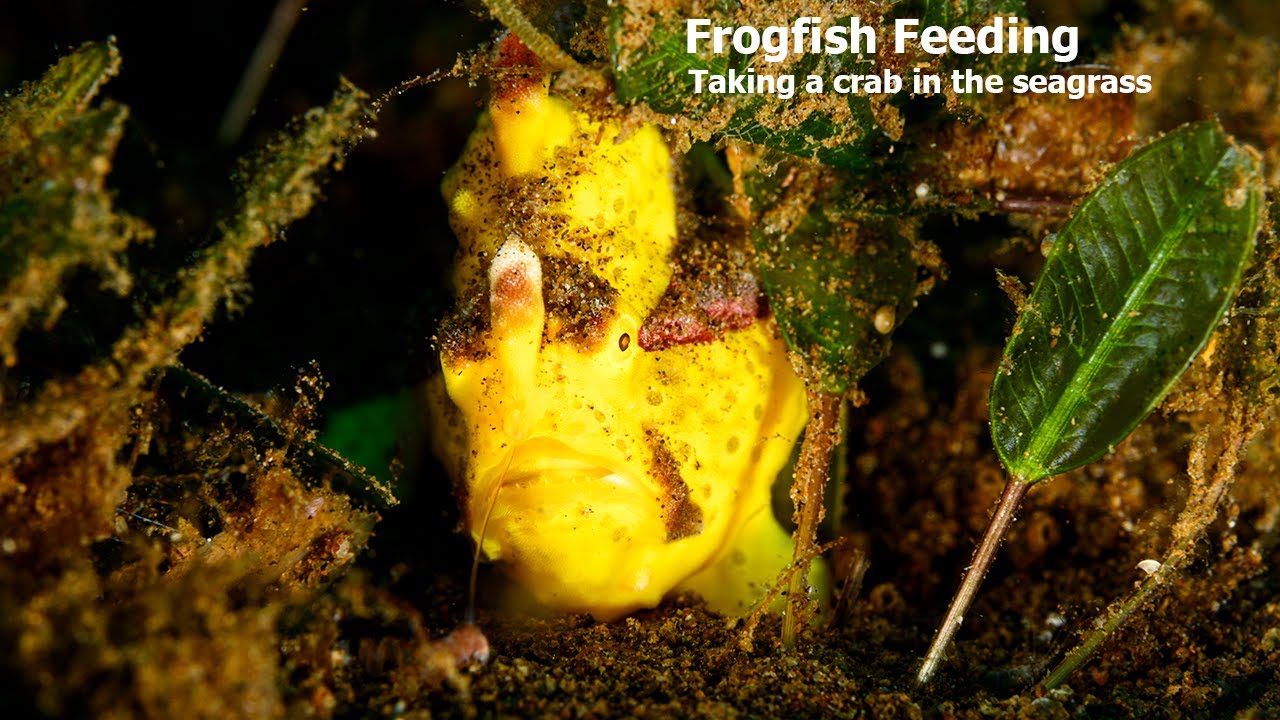 Frogfish feeding in a seagrass bed - YouTube