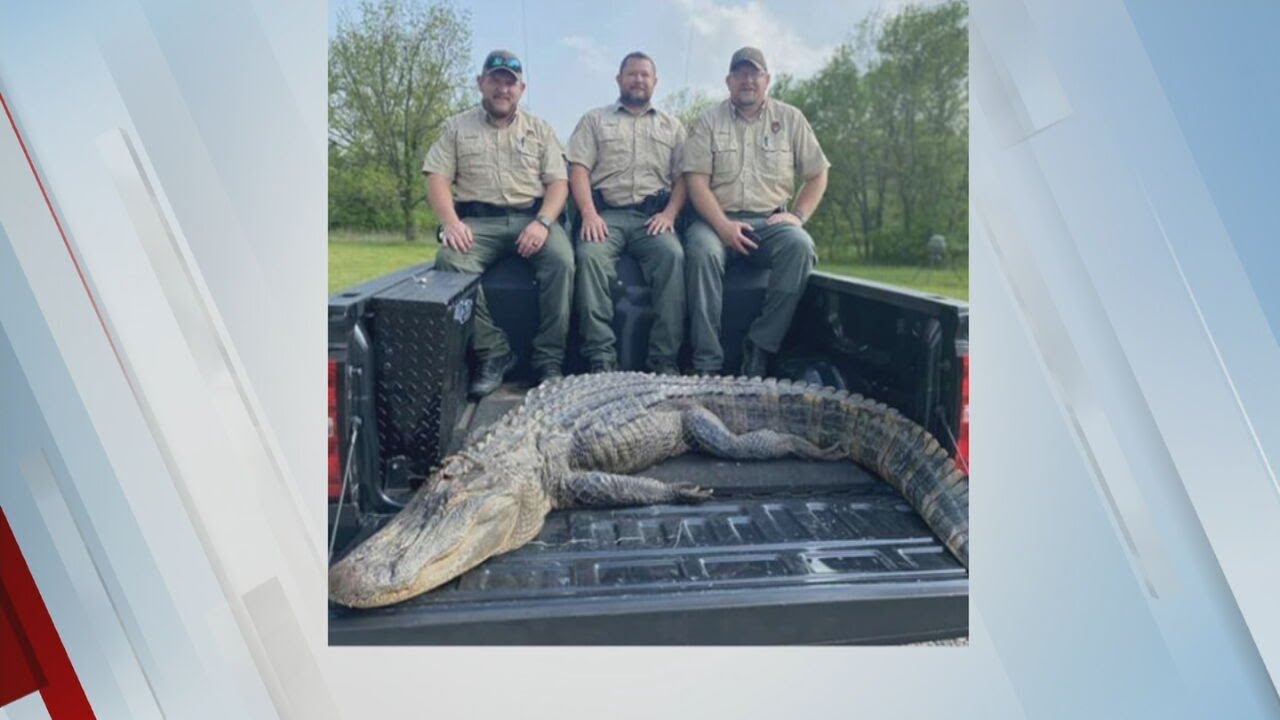 Watch: ODWC Shares Photos Of The Alligator Found In Claremore Lake ...