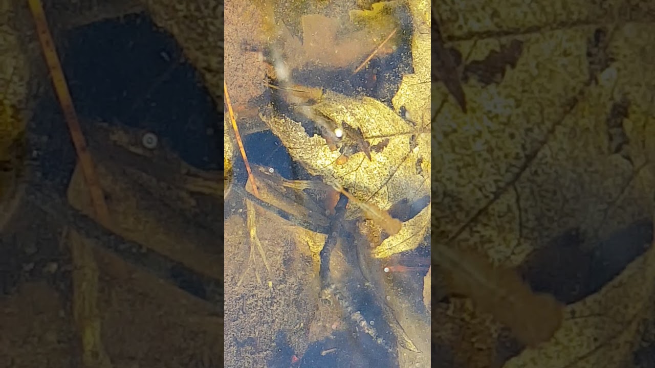 Fairy Shrimp in Vernal Pool - YouTube