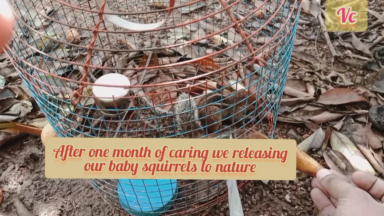 Releasing squirrels /2020/ hd video - YouTube