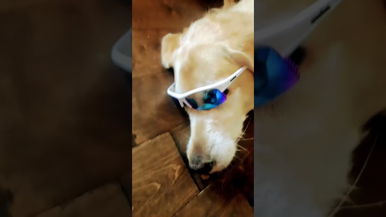 Epic doggo - YouTube