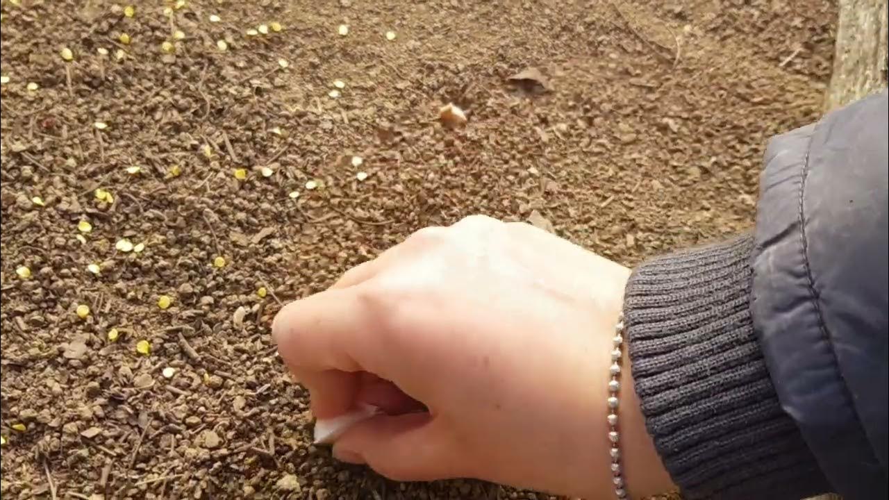 🌶️ЗАСЯВАНЕ НА СЕМЕНА ОТ ПИПЕР И ДОМАТИ В ТАБЛИ🌶️ - YouTube