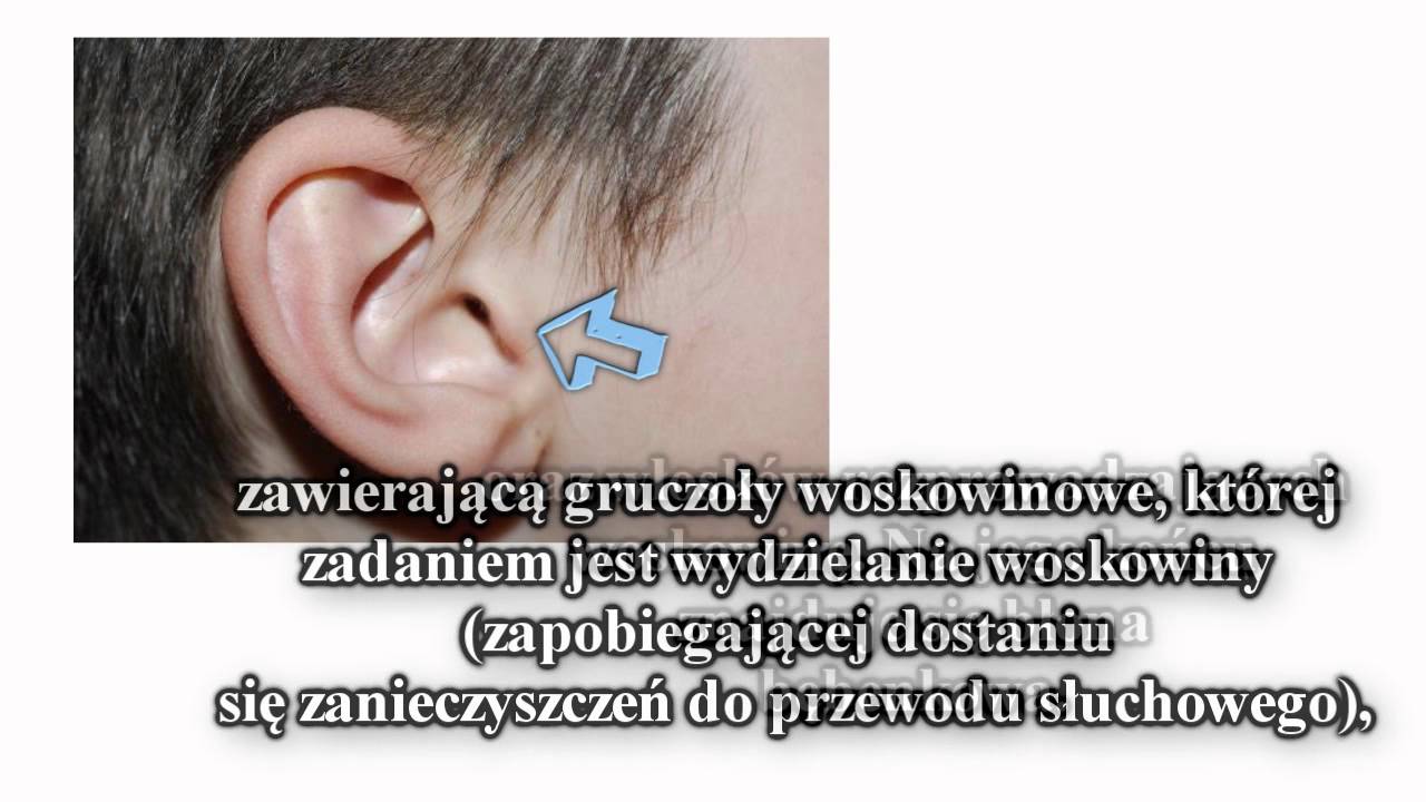 Biologia - Ucho - YouTube