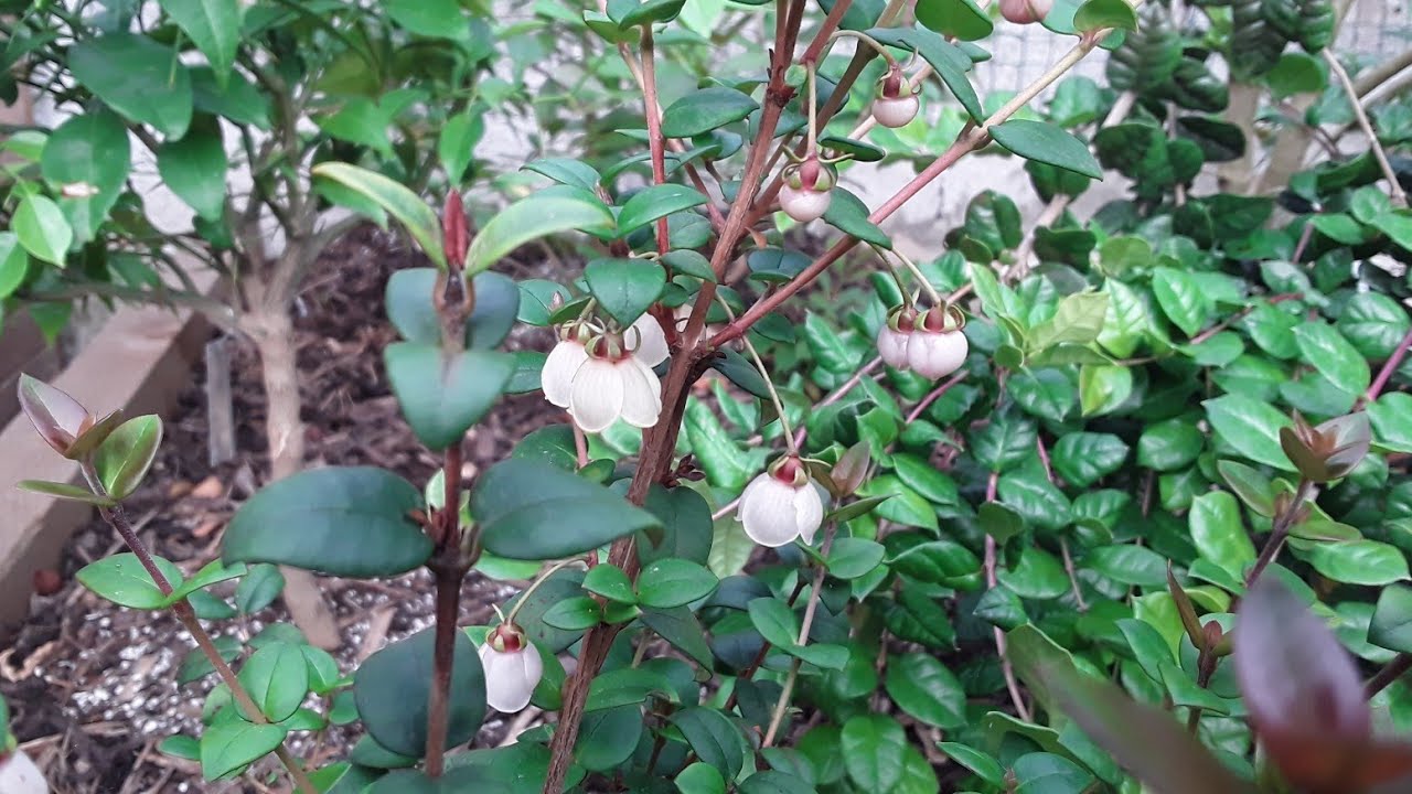 Chilean Guava 'Ka-Pow' is finally opening its flowers 🤩 - YouTube