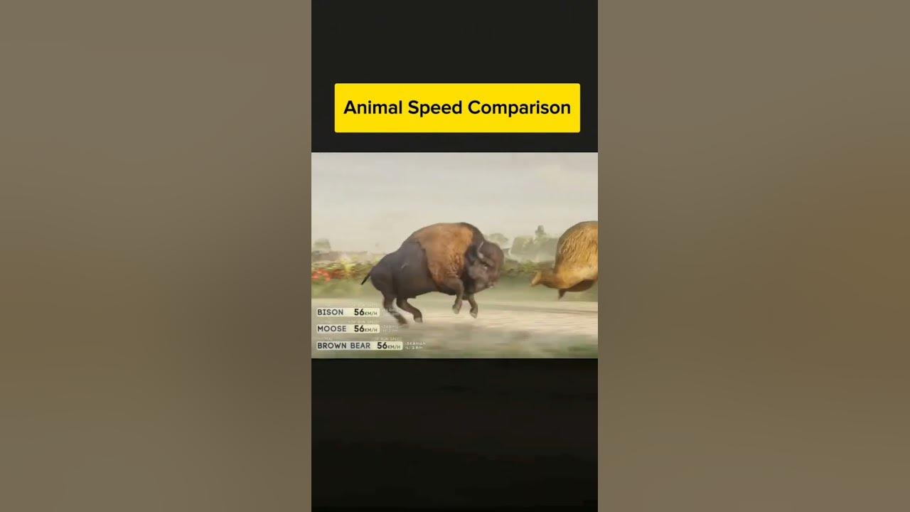Animal speed comparison #comparison #animals #speed #running # ...