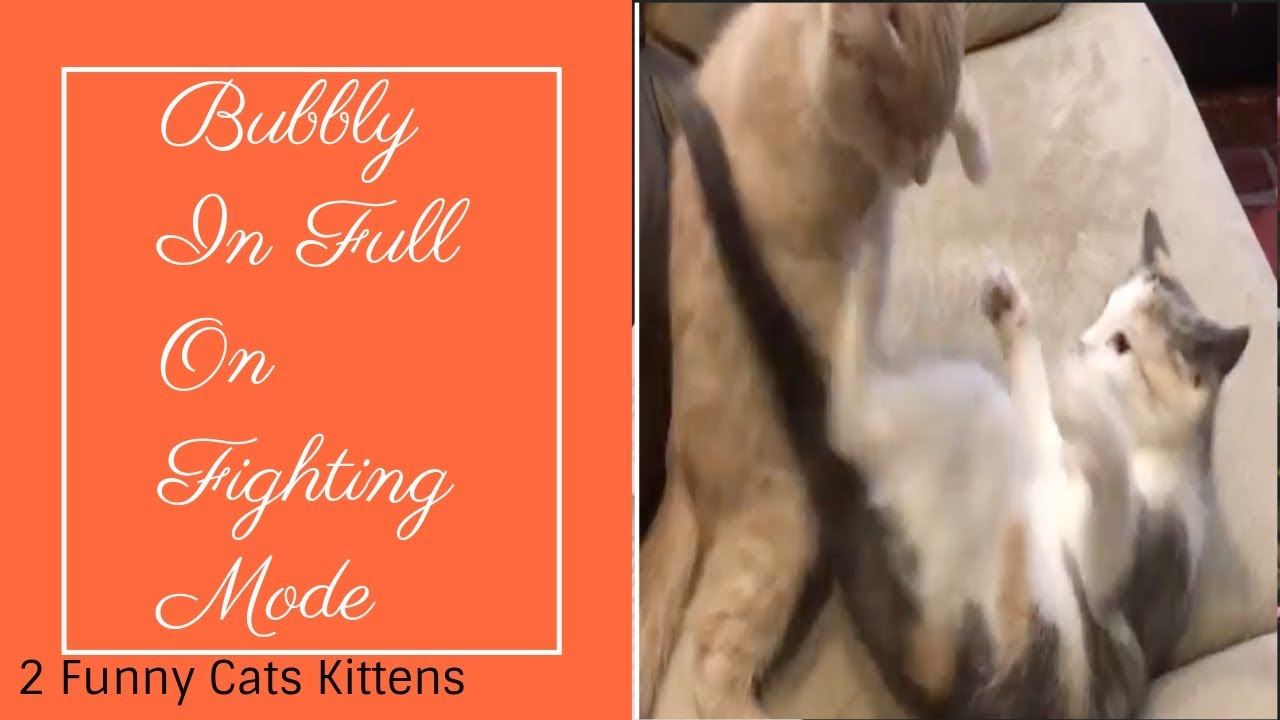 cats in full on fighting mode - YouTube