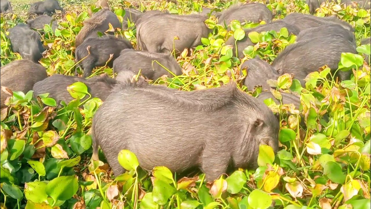 Animals pig video || Amazing moment of wild animal pig || Natural ...