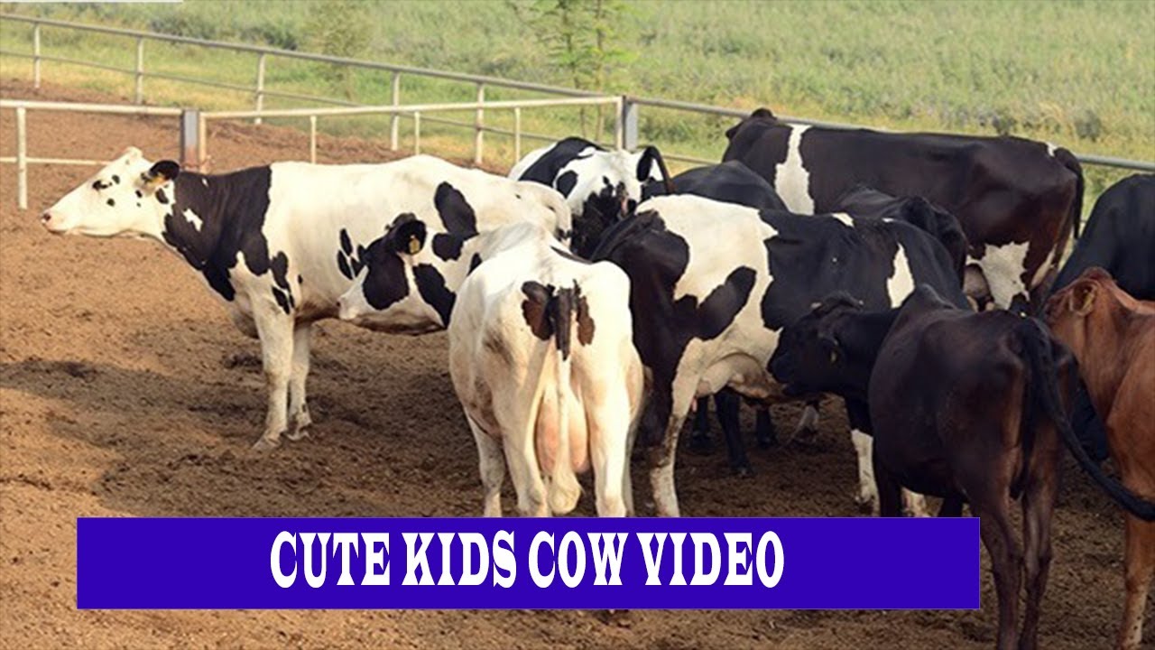 Kids Cow Videos | Kids Cow Video With Mooing Sound | Kids Cow Videos ...