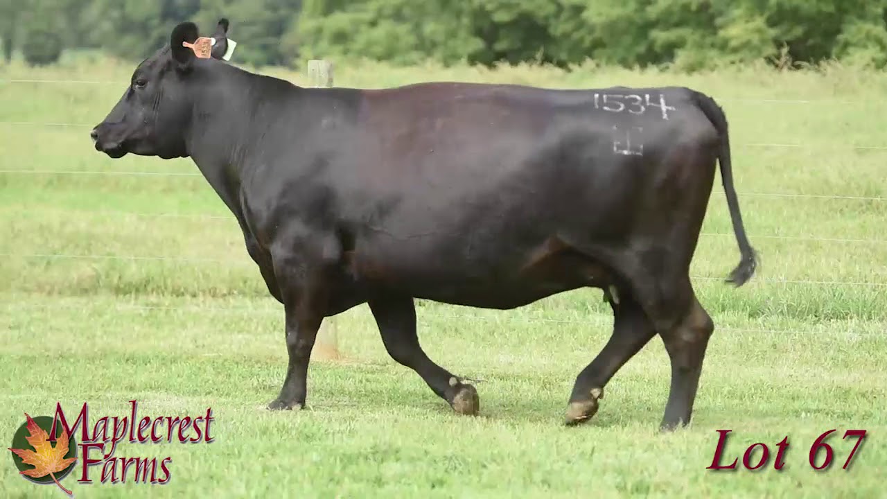 Maplecrest Farms Lot 67 - YouTube