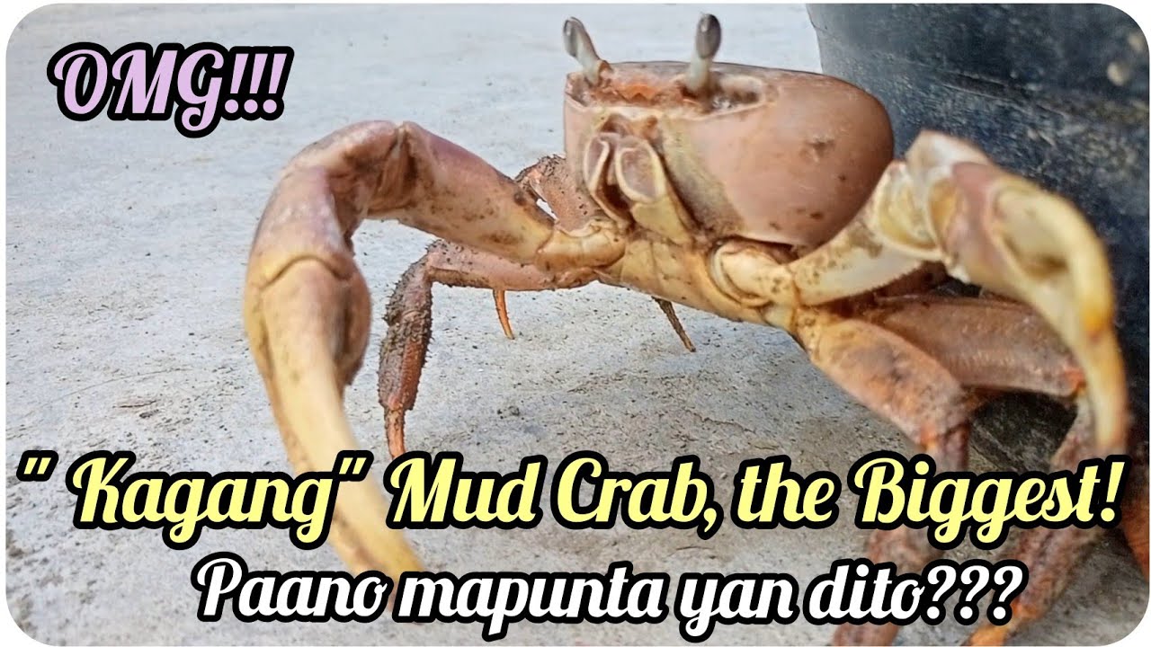 『Kagang / Mud Crab / Freshwater Crab』〘The Biggest〙 - YouTube