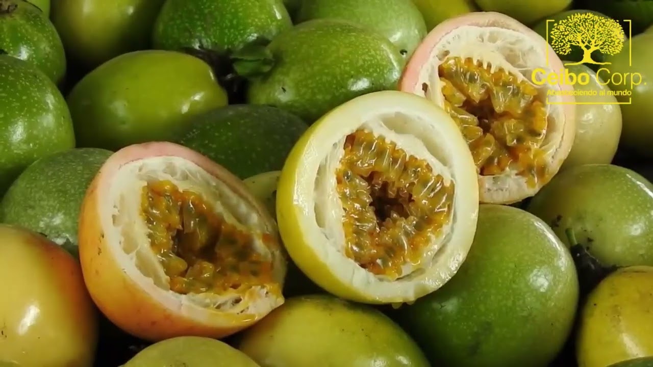 Mercado internacional de la maracuyá - YouTube