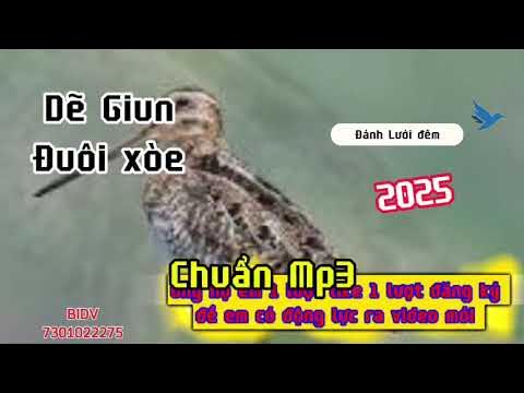 Tiếng chim dẽ giun đuôi xòe gọi bầy nghe là đến - YouTube