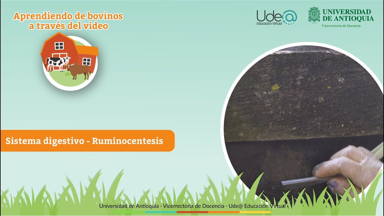 Sistema digestivo – Ruminocentesis - YouTube