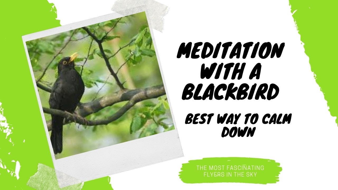 Meditation with a blackbird Sleep well|Best way to calm down and get to ...