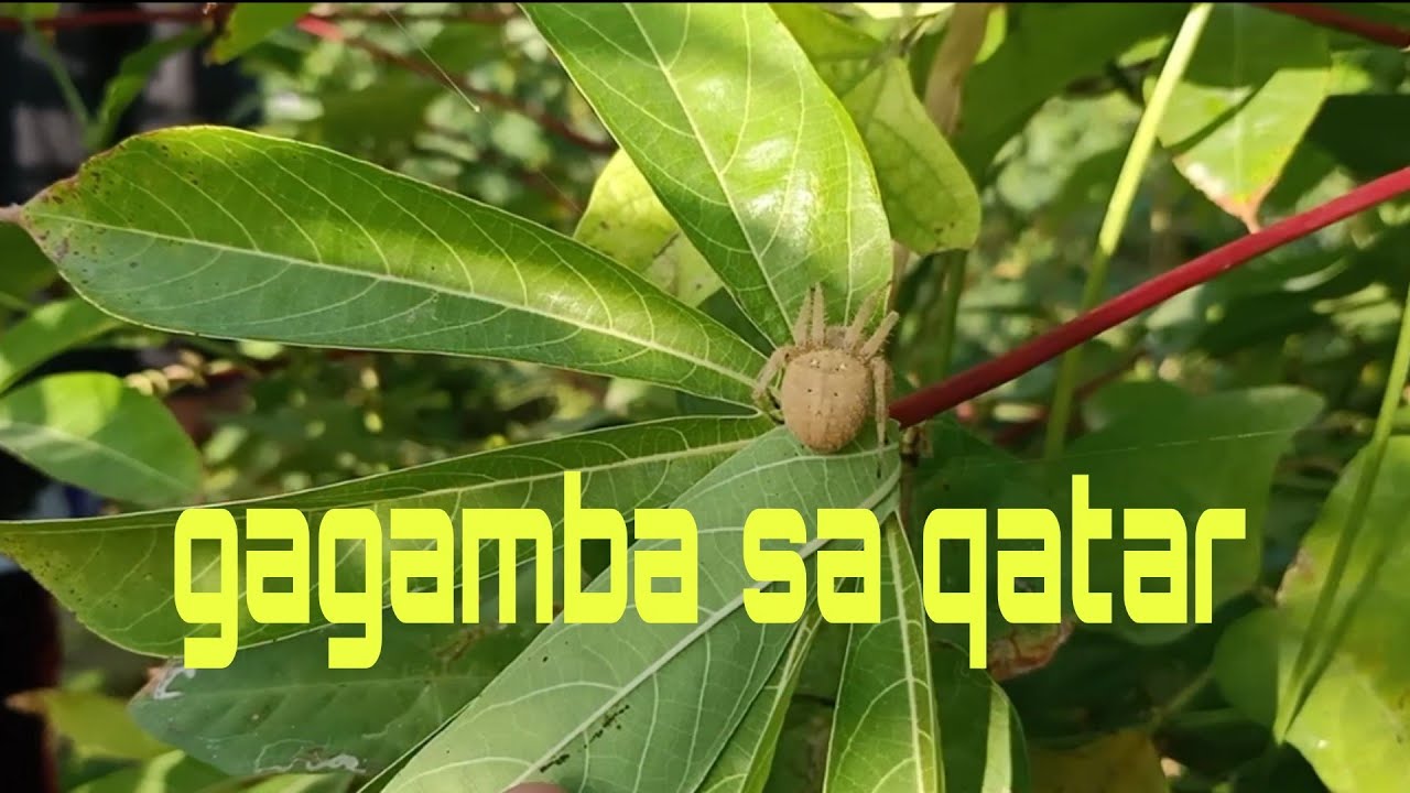 let's enjoy the fighting spider here in our accommodation. gagamba sa ...