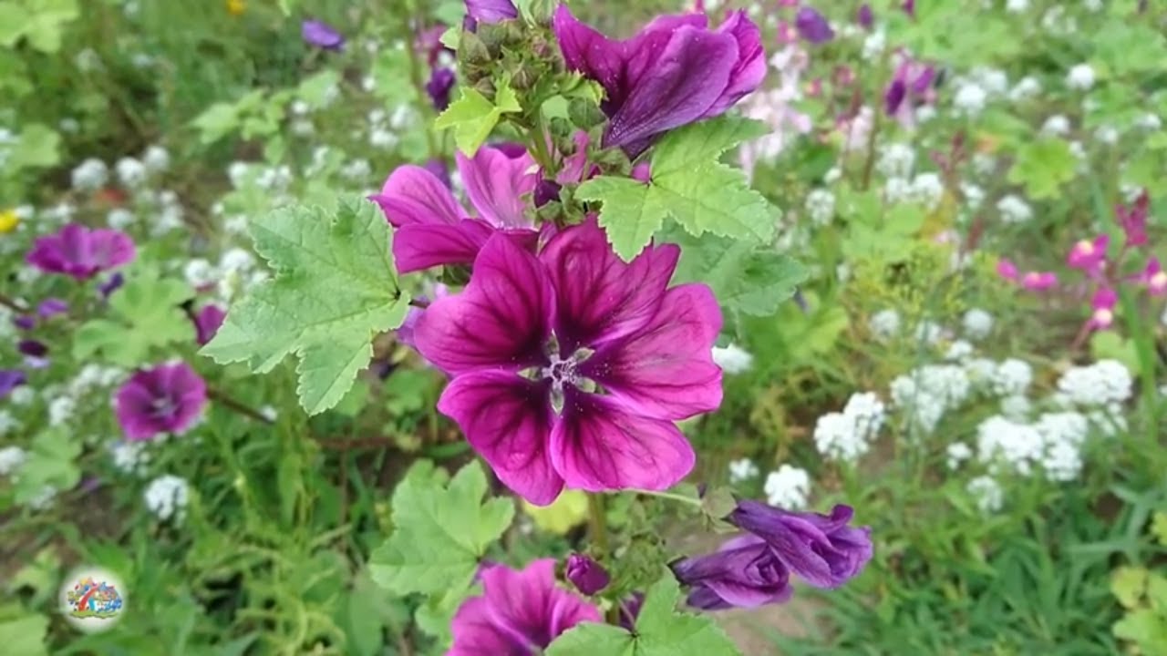 Relaxing Nature Video No Music - Beautiful Spring Nature Flowers - 9 ...