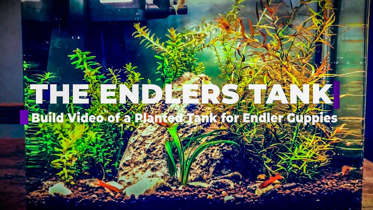 THE ENDLERS TANK │ Nano Planted Tank with Endler Guppies │ AQUA BOY ...