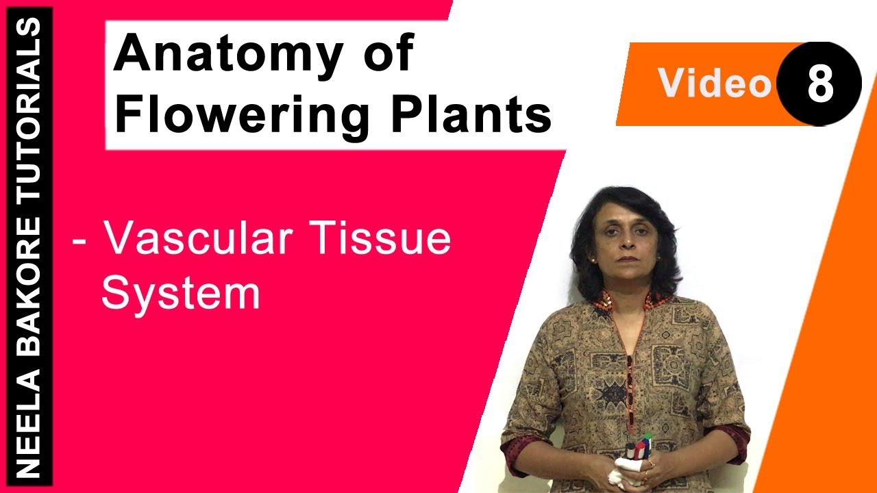 Anatomy Of Flowering Plants Vascular Tissue System YouTube anatomy-of-flowering-plants-vascular-tissue-system-youtube